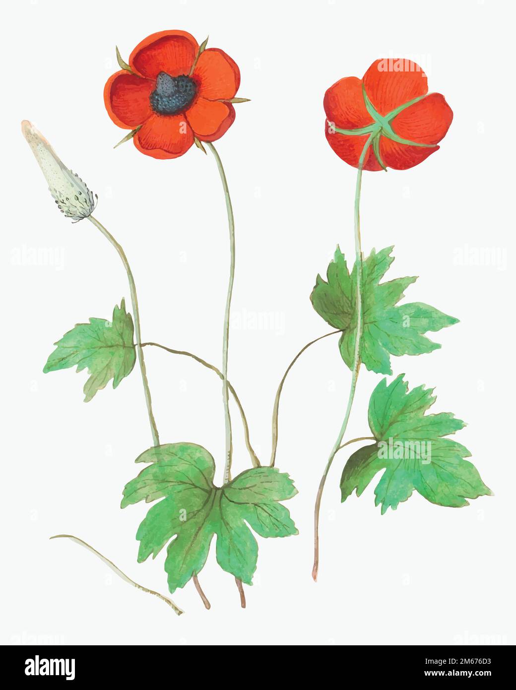 Vintage red anemone flower illustration in vector Stock Vector Image ...