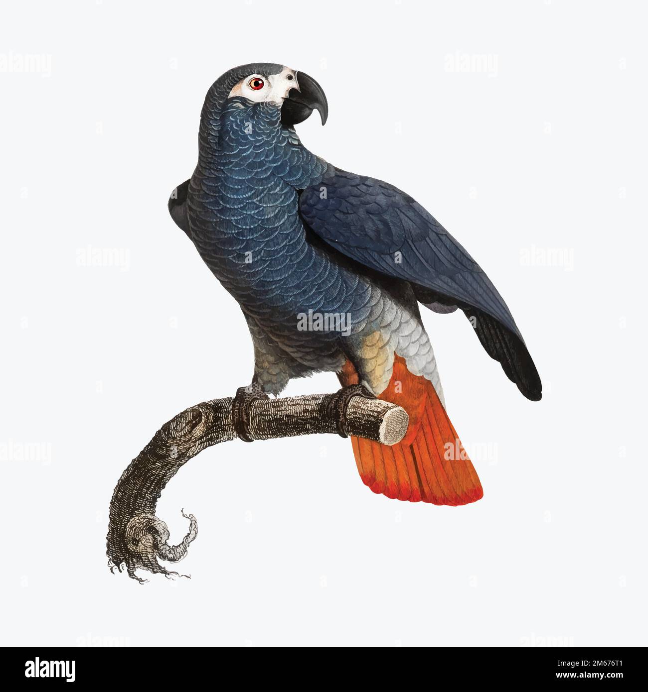 Wild grey african parrot Stock Vector Images - Alamy