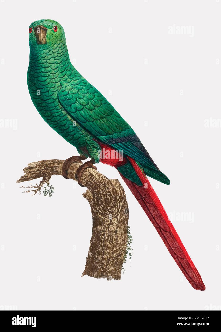 Emerald wings Stock Vector Images - Alamy