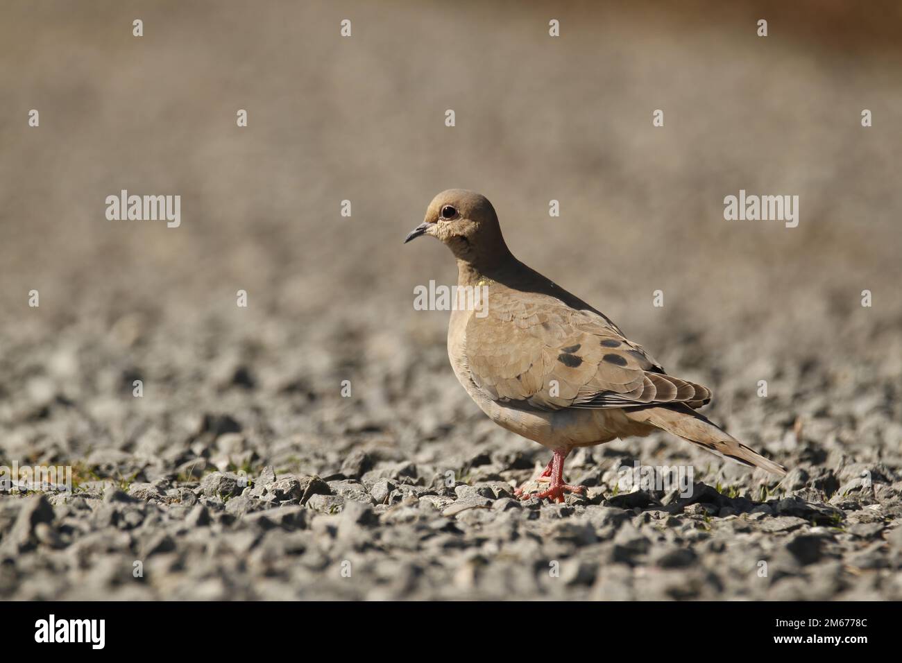 A single Mourning Dove (Zenaida macroura) standing on grey rocks or ...