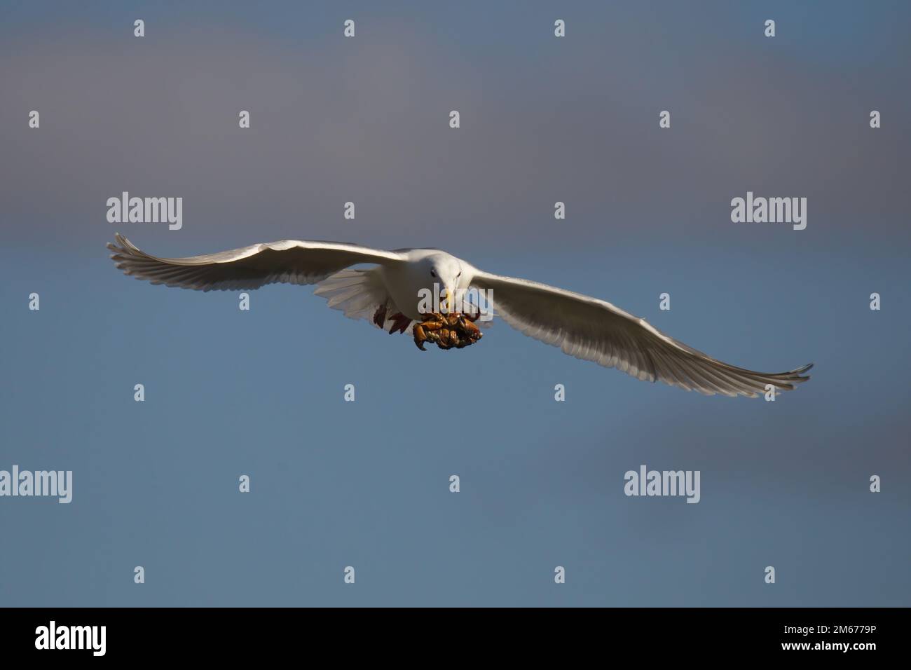 A seagull or gull flying with a crab caught in its beak. Taken in ...