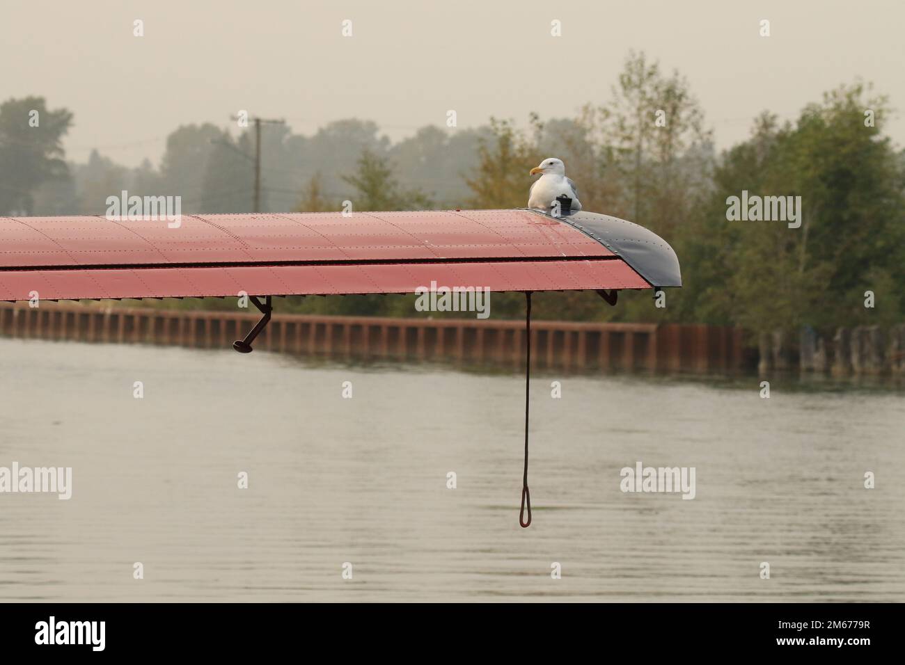 A seagull or gull sitting on a float plane wing. Taken in Courtenay, BC ...