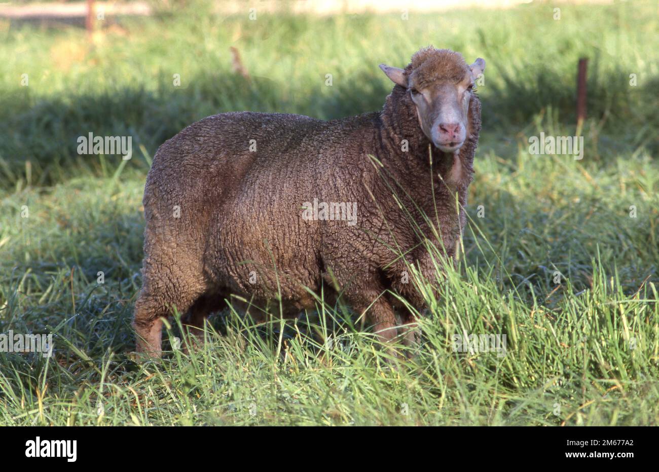 Australia paddock sheep hi-res stock photography and images - Alamy