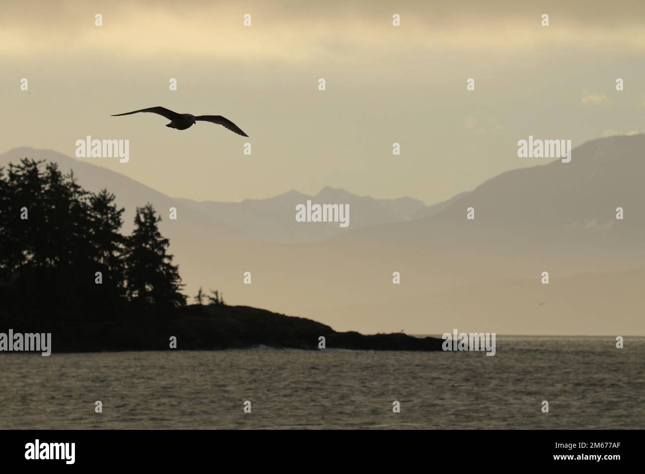A seagull or gull in flight in a Pacific Northwest scene. The vista is ...