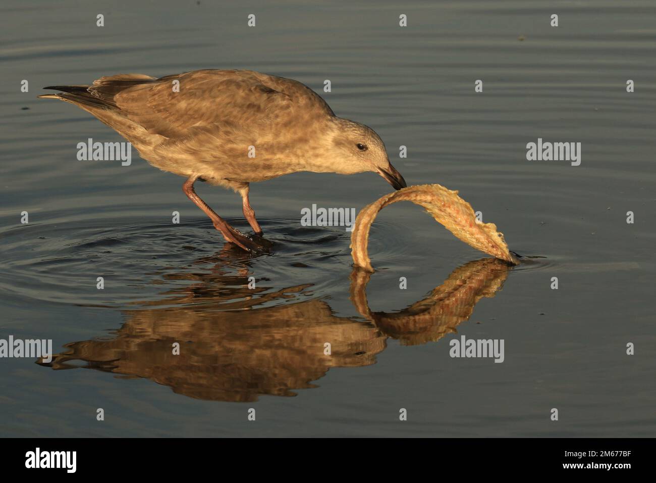 A single immature gull or seagull pulling fish remains out of the water ...