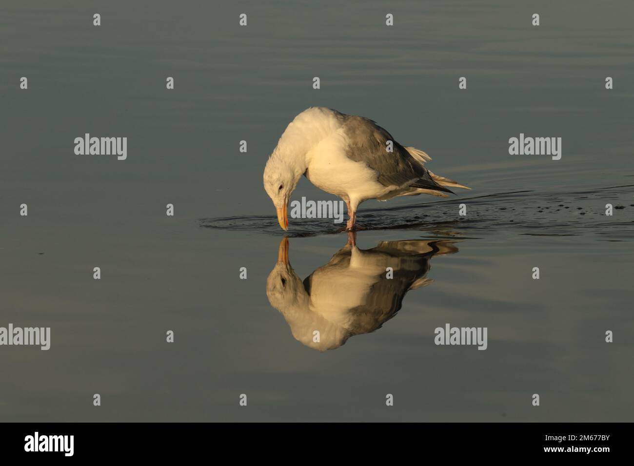 Ponder island bc hi-res stock photography and images - Alamy