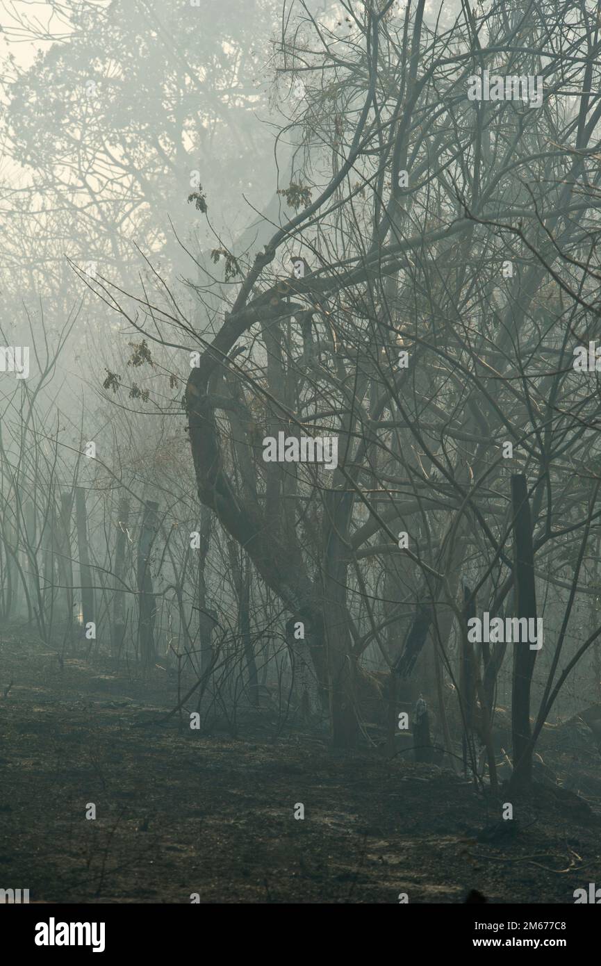 Orchard burned by wildfire at the end of the dry season in Guanacaste ...