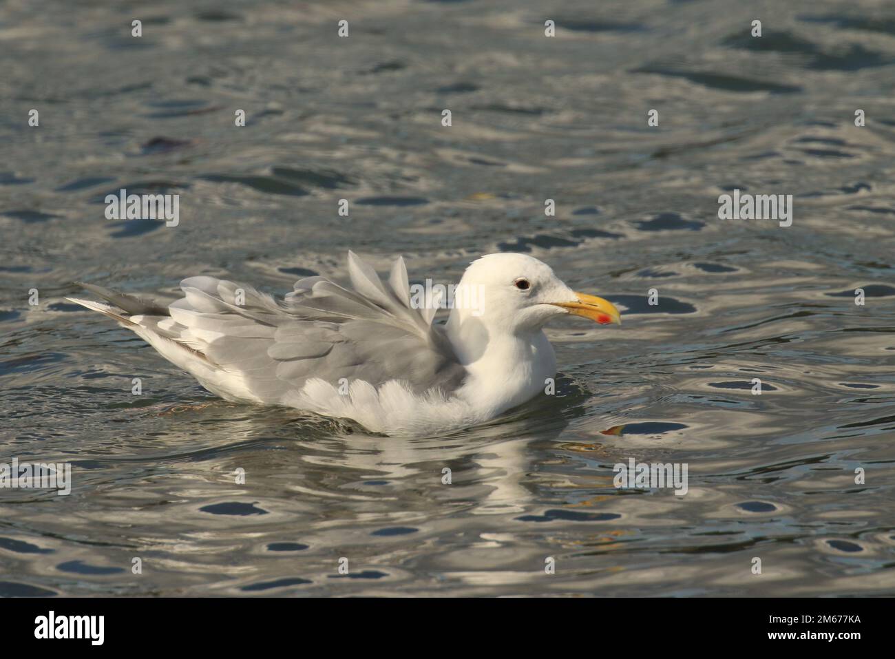 A gull or seagull floating on water with wind blowing its feathers out ...