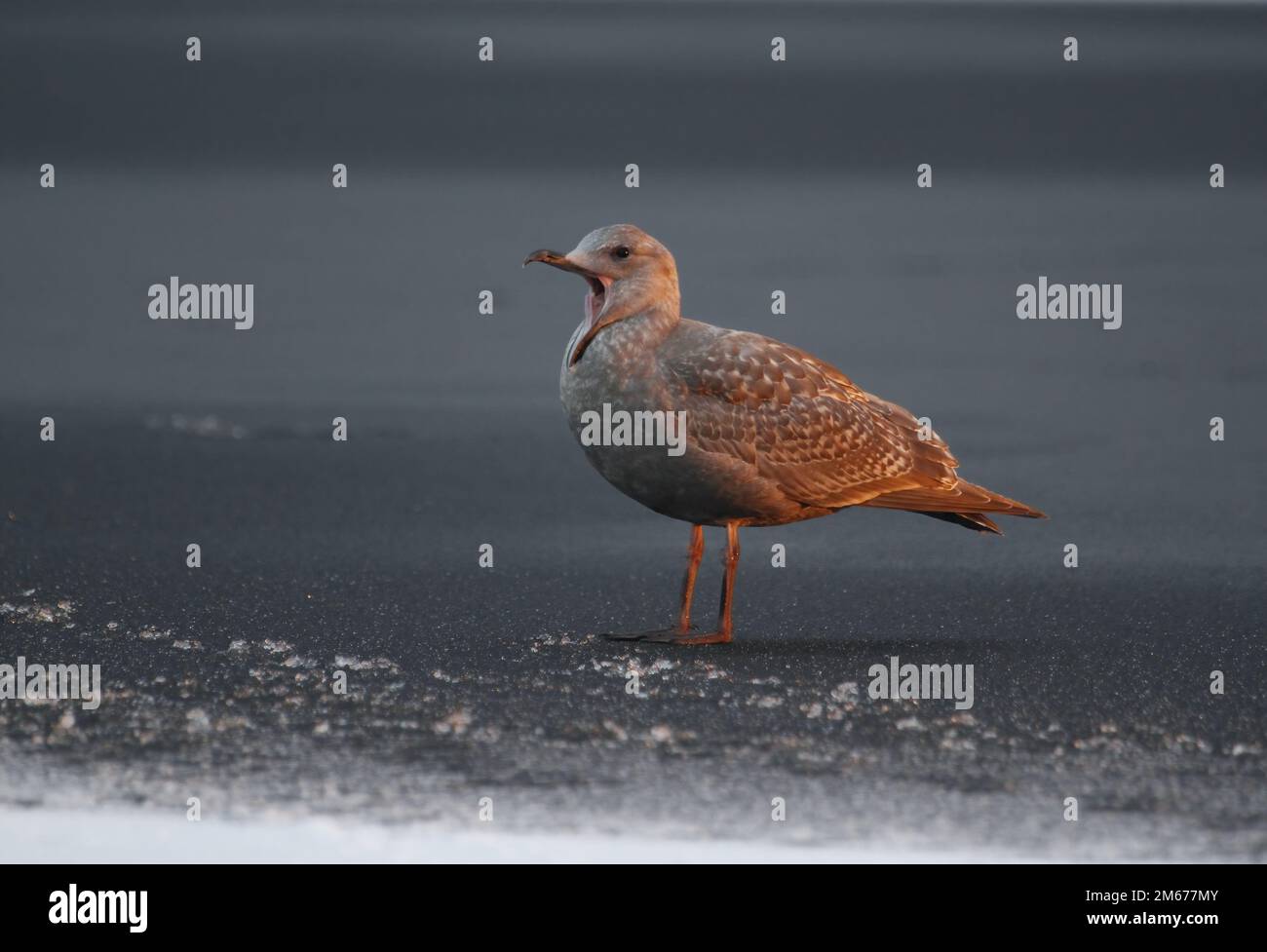 An immature gull or seagull calling on a frozen pond with golden light ...