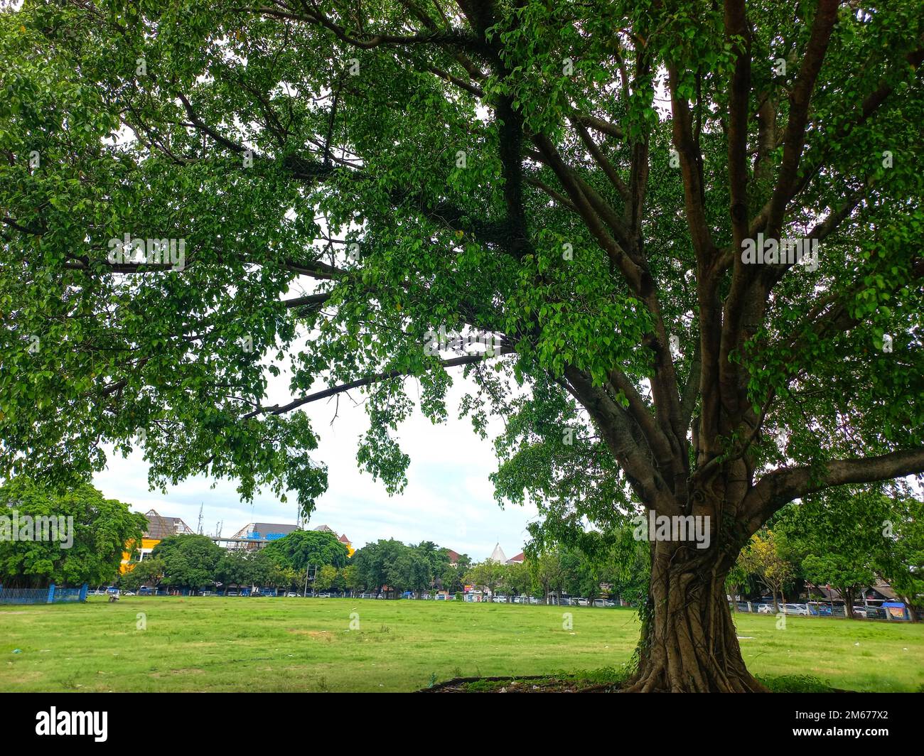 a large and shady old banyan tree in the city square of Surakarta with ...