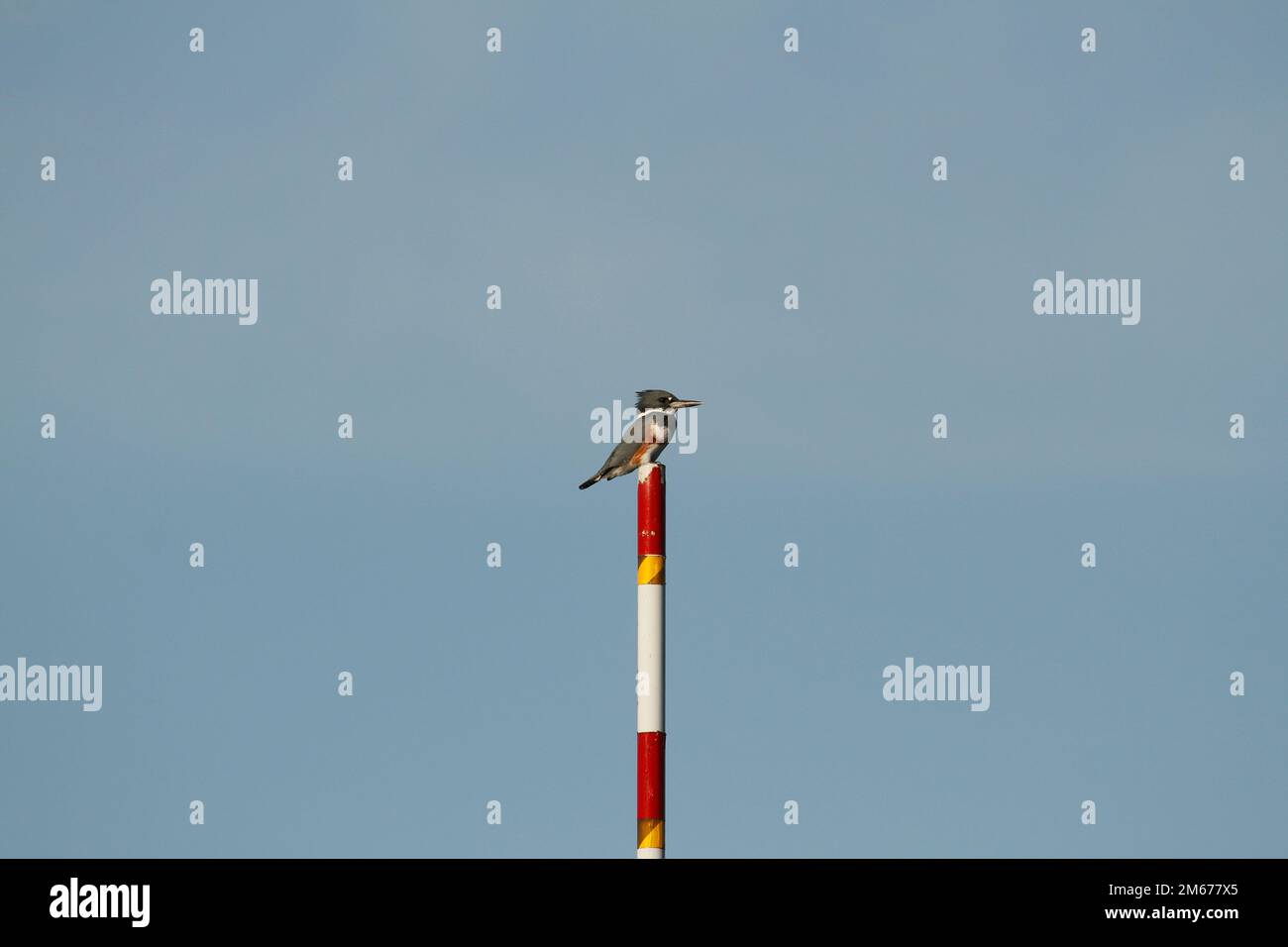 A single Belted Kingfisher (Megaceryle alcyon) perched on top of a red ...