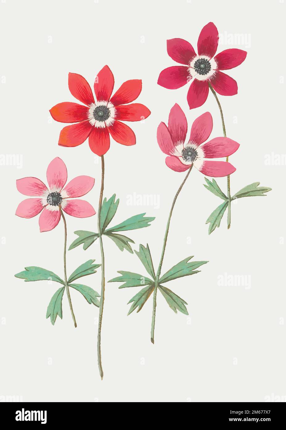 Vintage anemone flower illustration in vector Stock Vector Image & Art ...