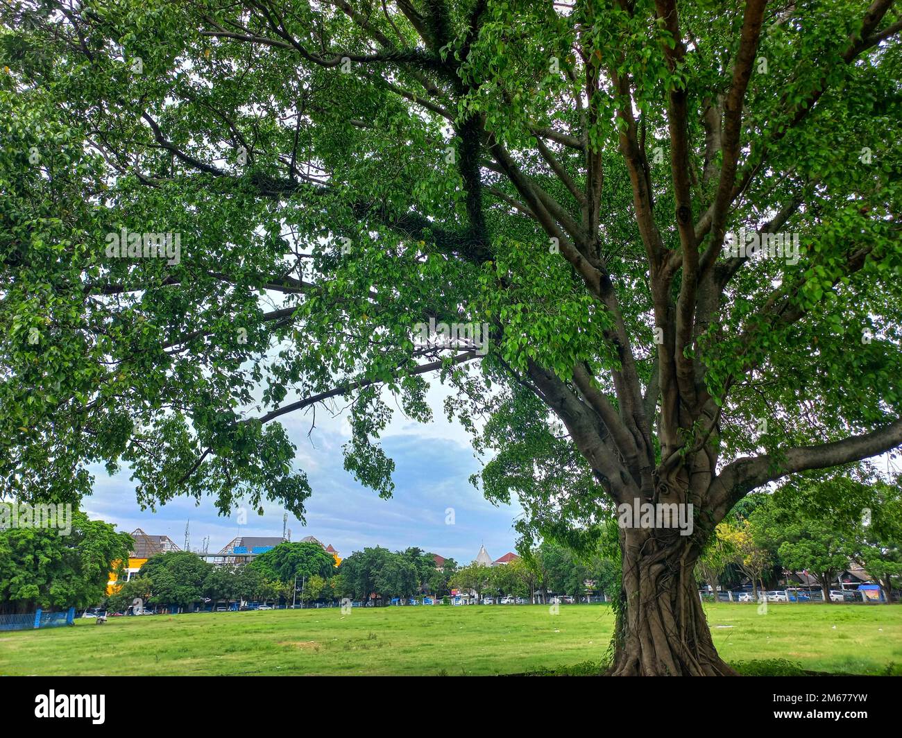 a large and shady old banyan tree in the city square of Surakarta with ...