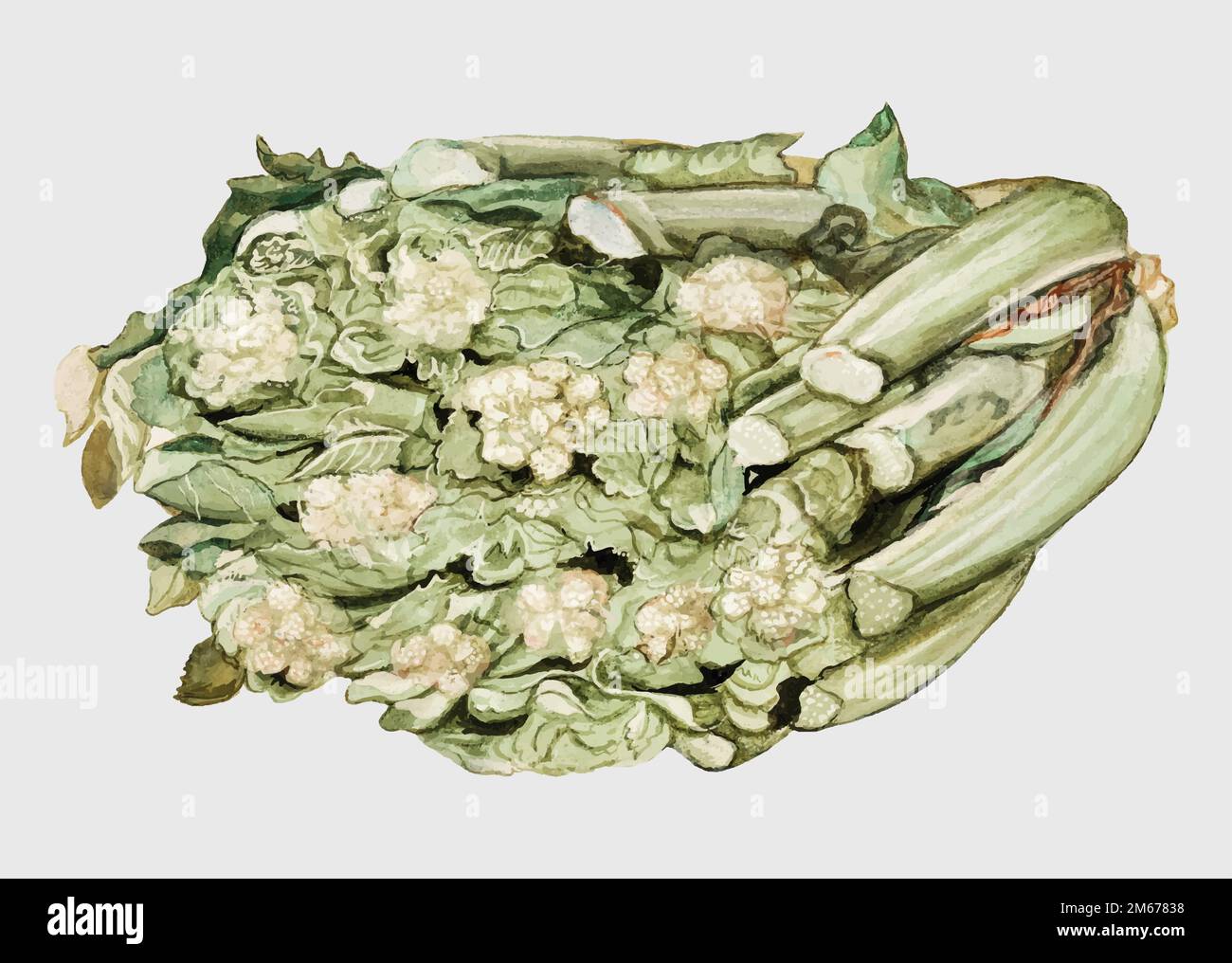 Fresh cauliflower head green Stock Vector Images - Alamy