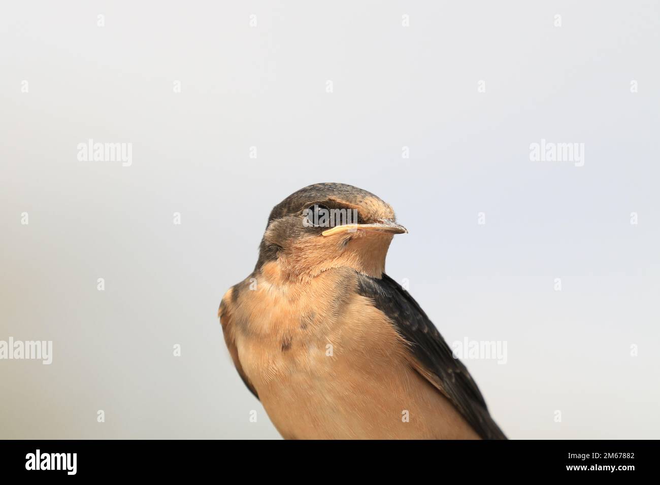 A close up portrait of a single Barn Swallow (irundo rustica) with a ...