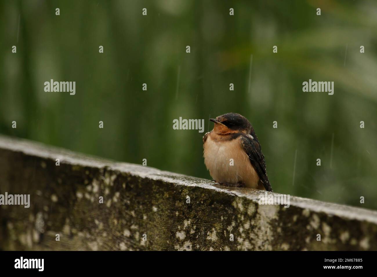 A close up portrait of a single Barn Swallow (irundo rustica) on a ...