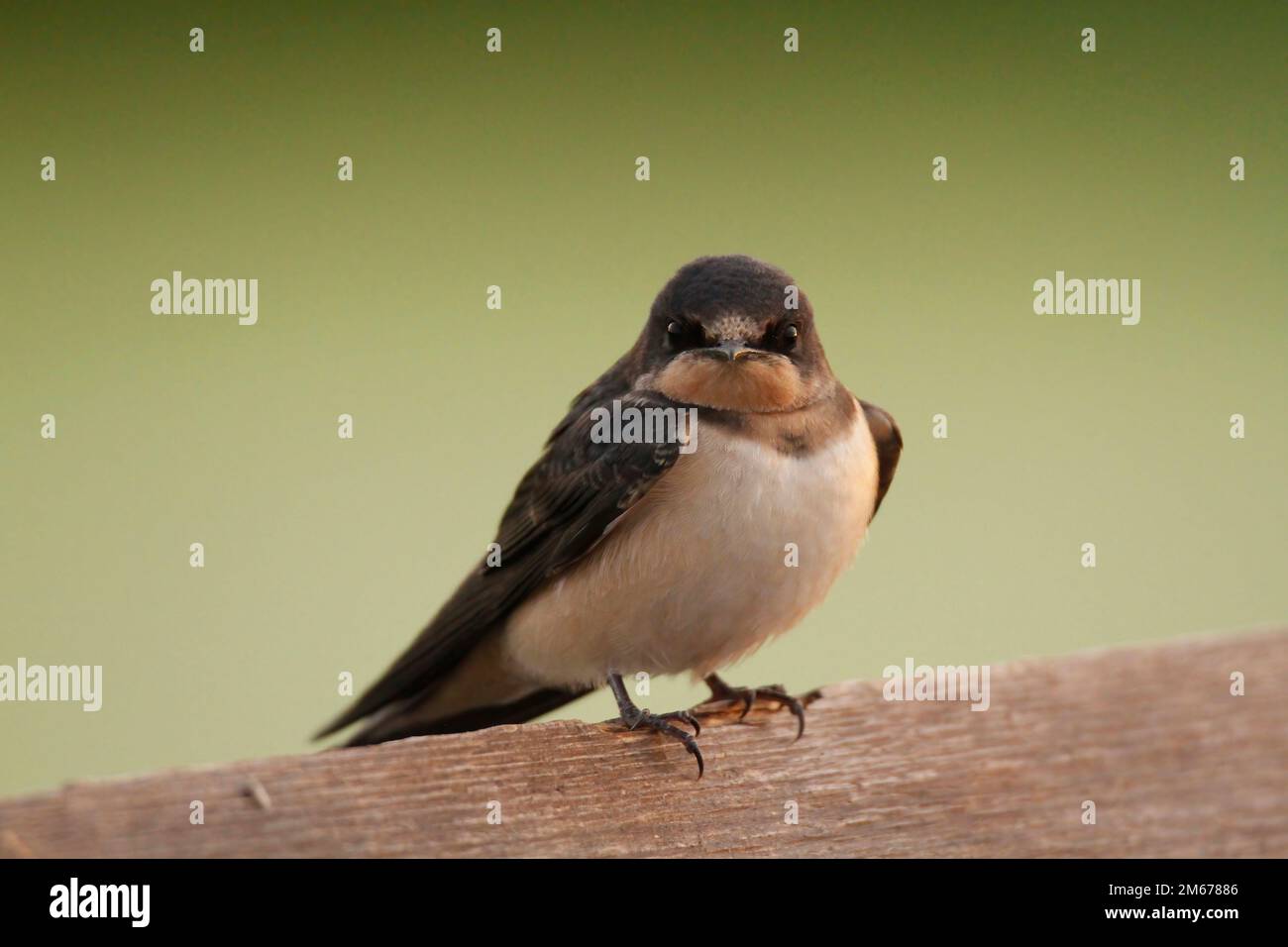 A close up portrait of a single Barn Swallow (irundo rustica) looking ...
