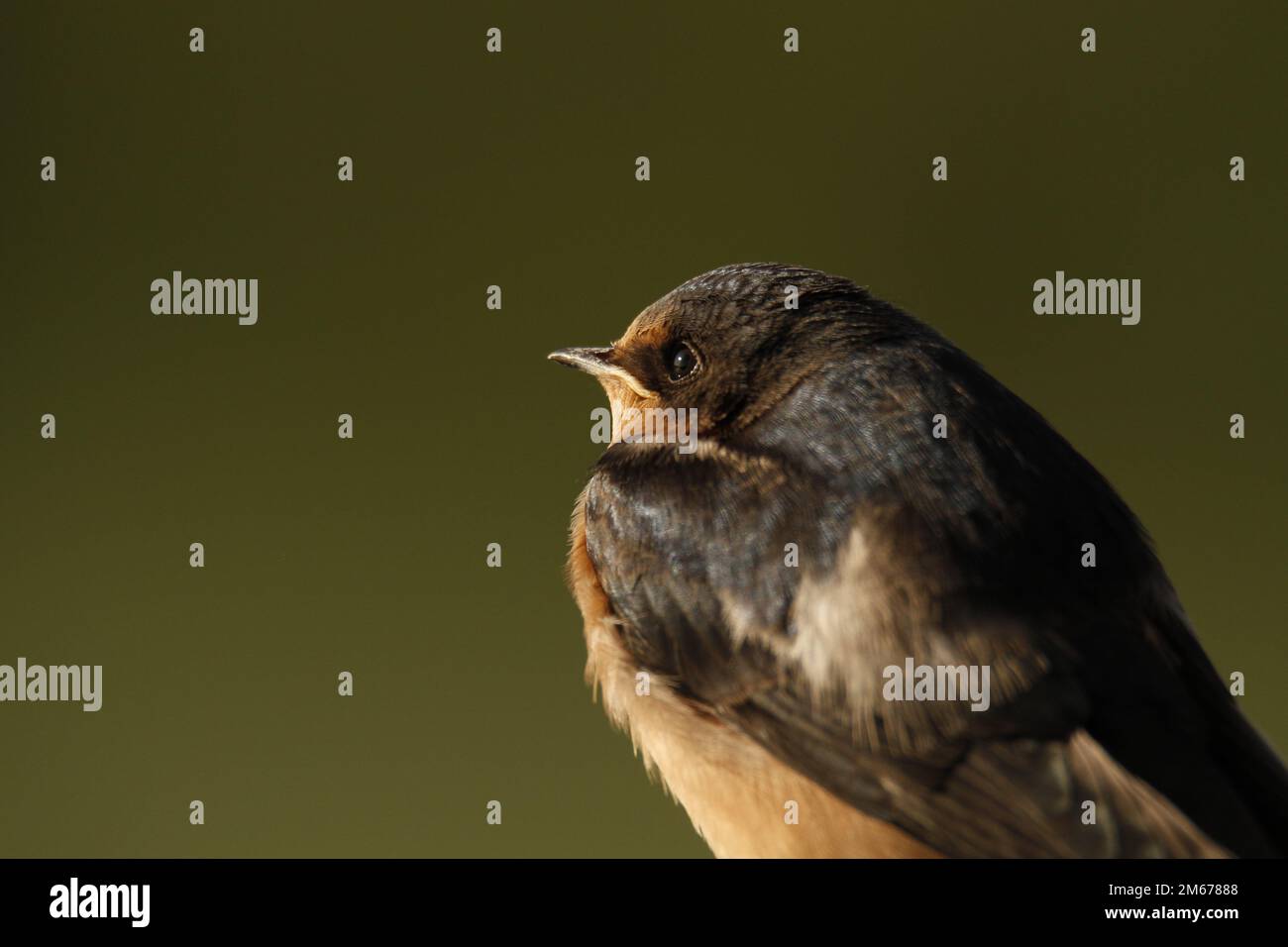 A close up portrait of a single Barn Swallow (irundo rustica) from ...