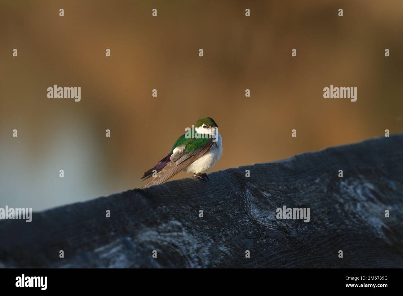 One Violet-green Swallow (Tachycineta thalassina) standing on a wood ...