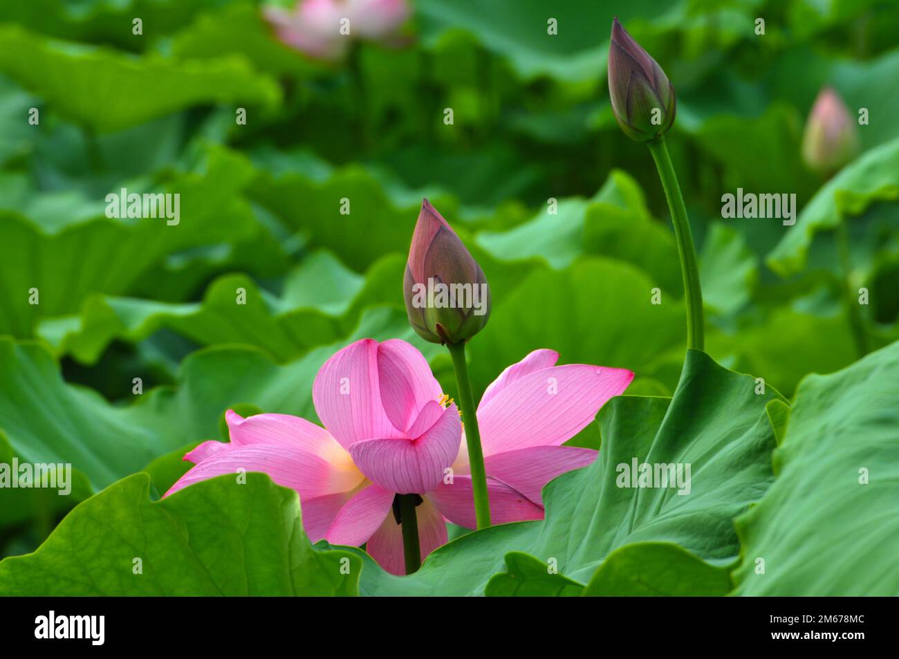 Blossoming lotus flower Stock Photo - Alamy
