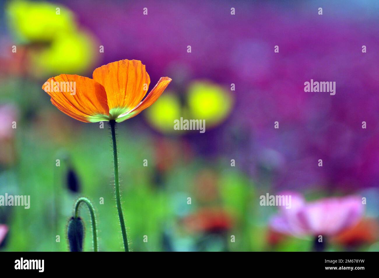 blossoming poppy flowers Stock Photo - Alamy