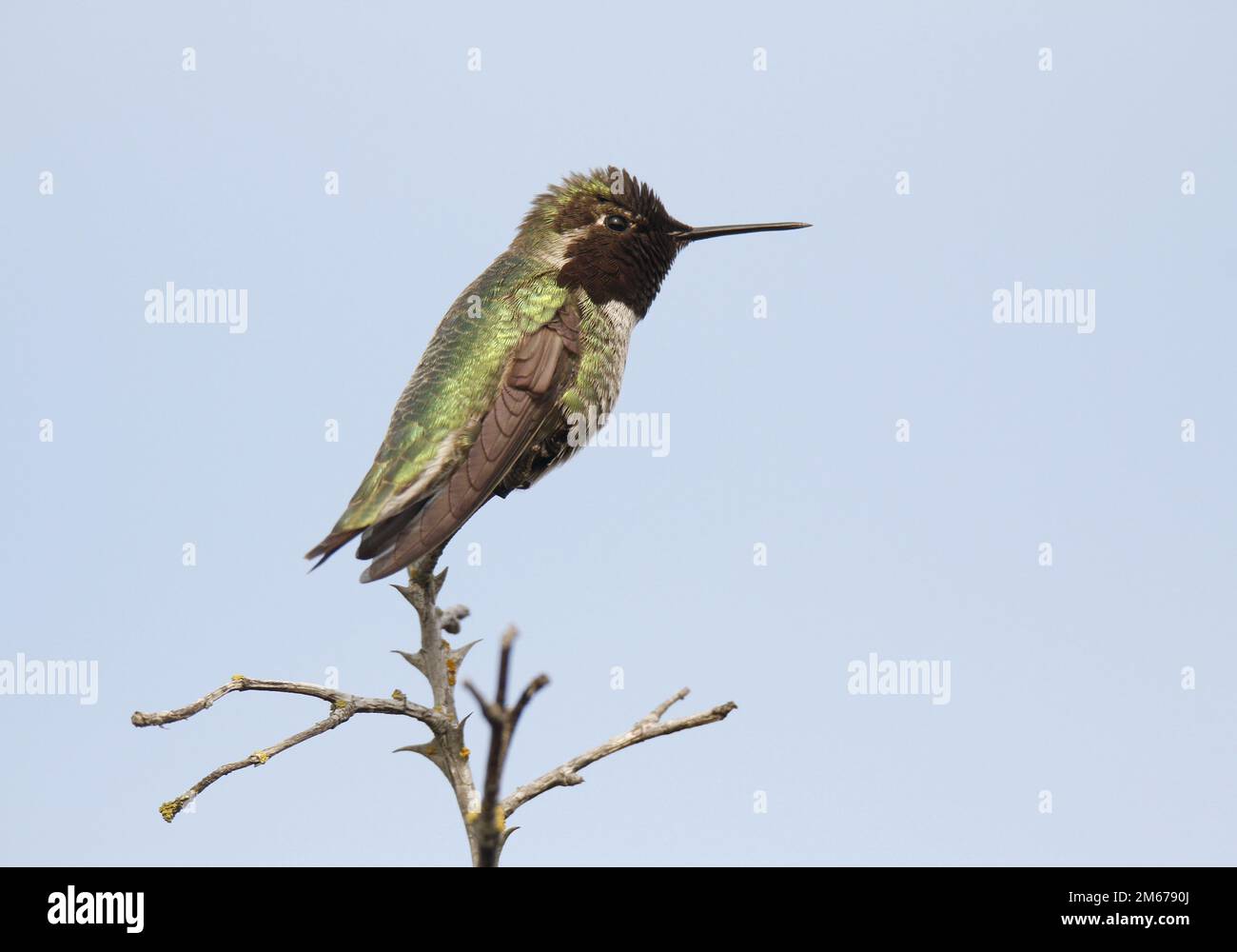 Close up of a single Anna's Hummingbird (Calypte anna) sitting on the ...