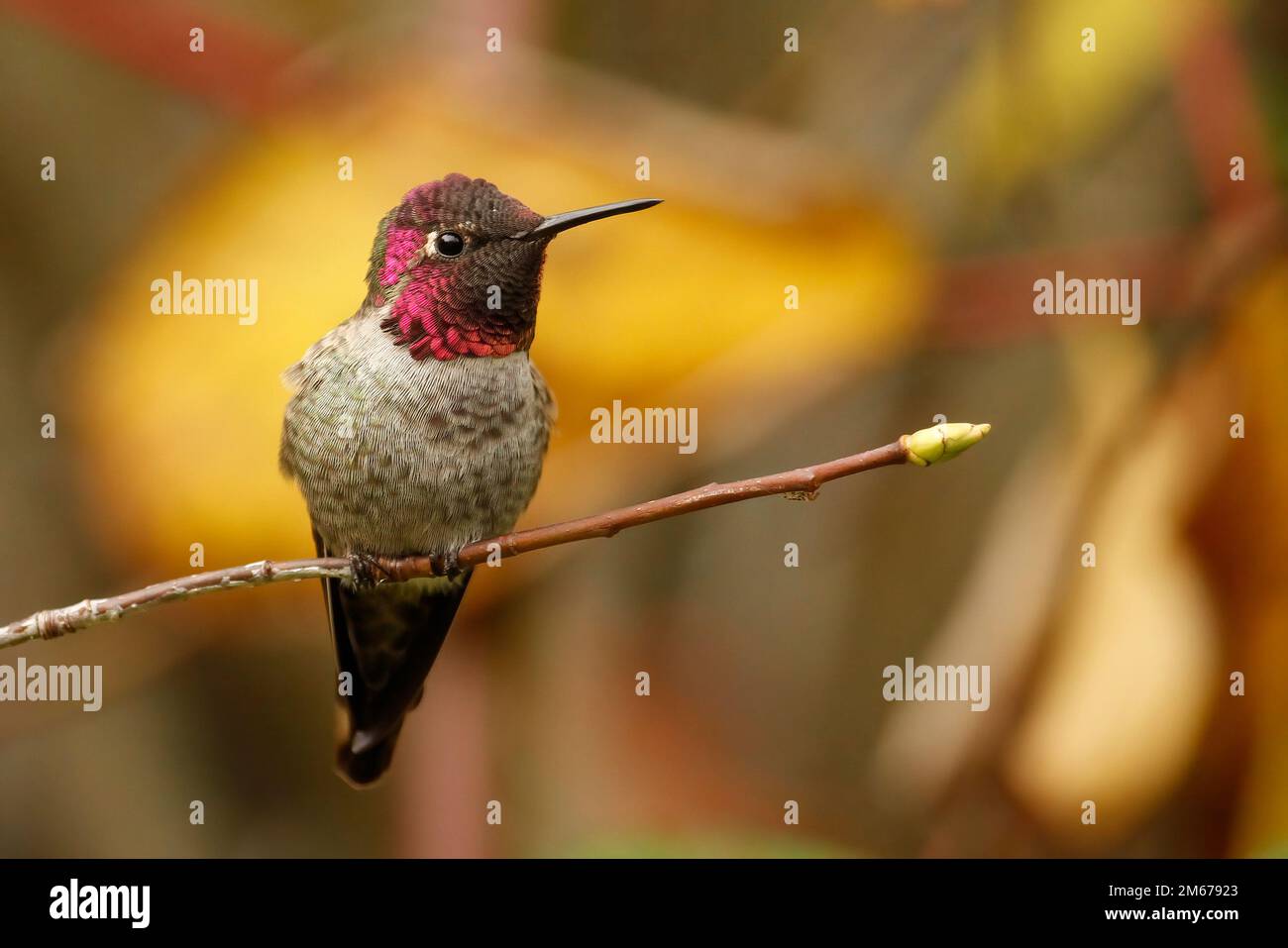 Hummingbird identification hi-res stock photography and images - Alamy