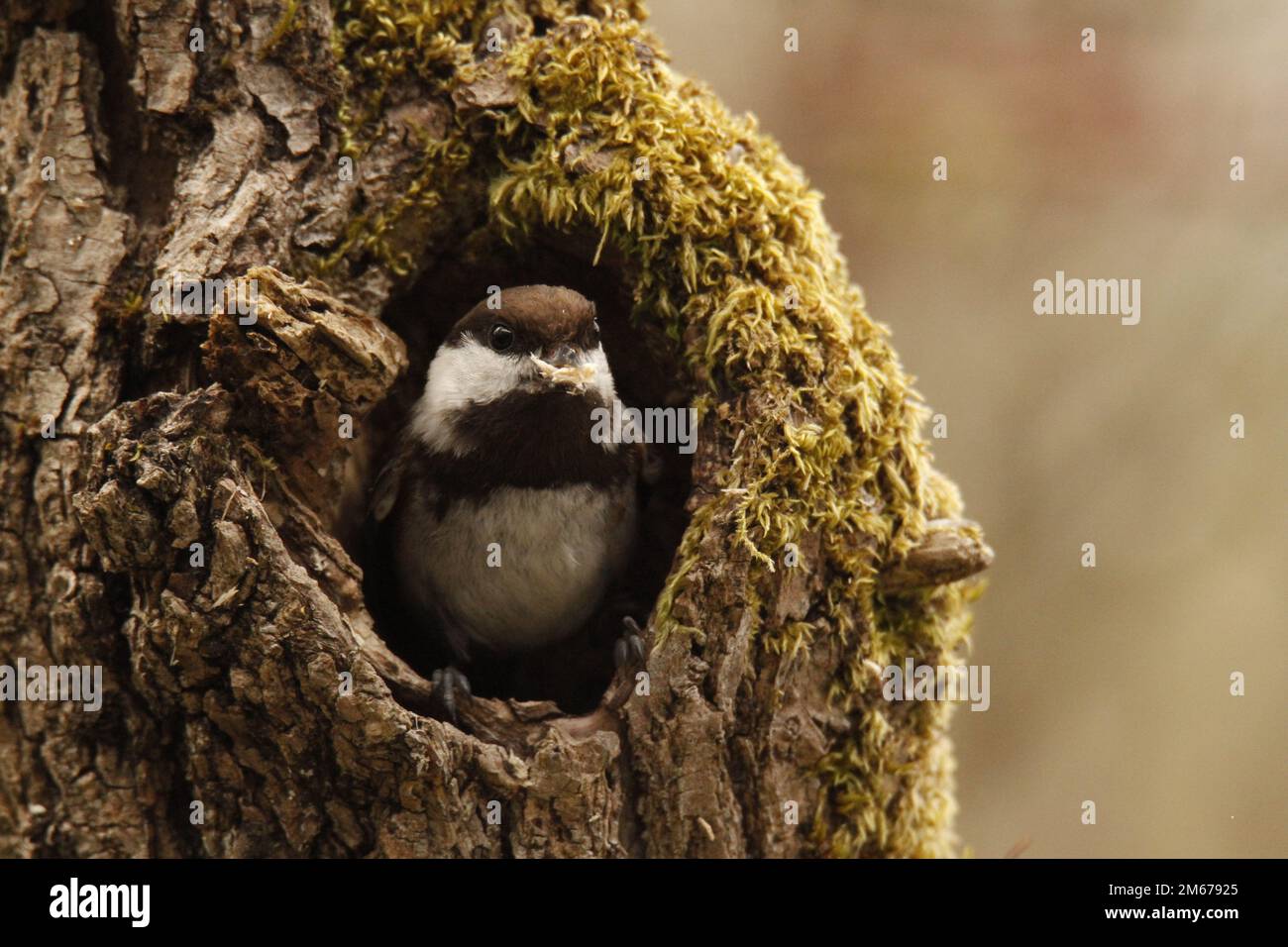 A Chestnut-backed Chickadee (Poecile rufescens) popping out of a hole ...