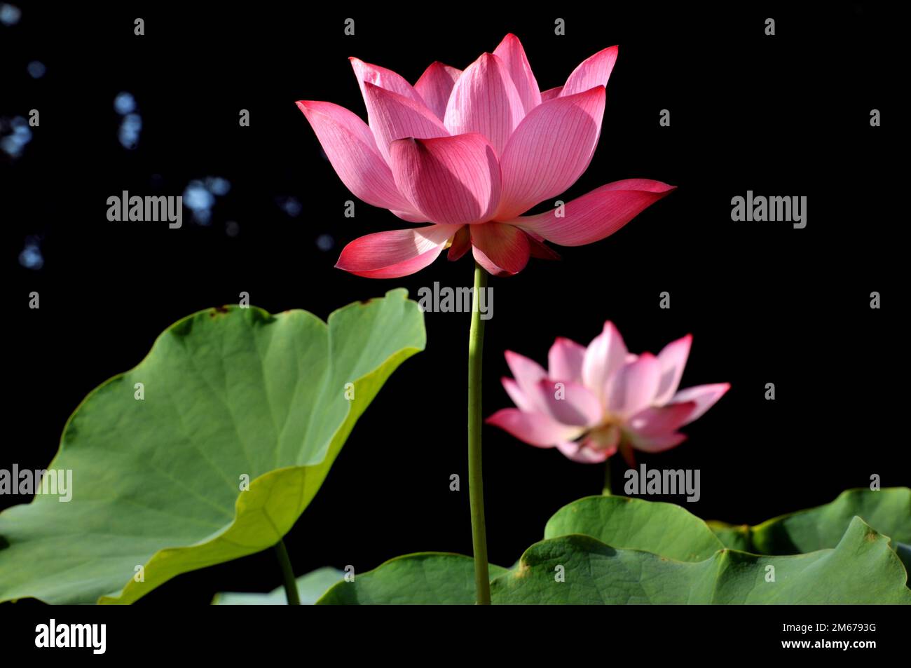 Blossoming lotus flower Stock Photo - Alamy