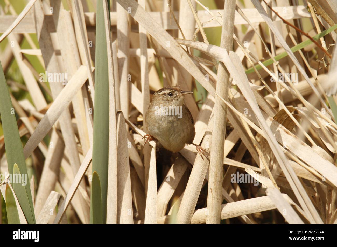 A single Marsh Wren (Cistothorus palustris) standing with legs spread ...
