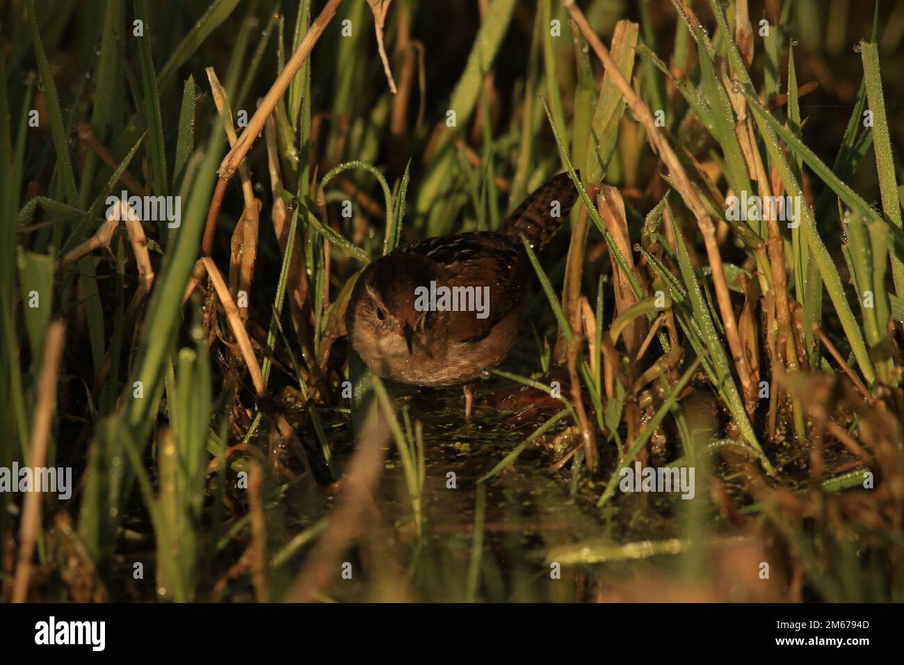 A single Marsh Wren (Cistothorus palustris) running through grass in a ...