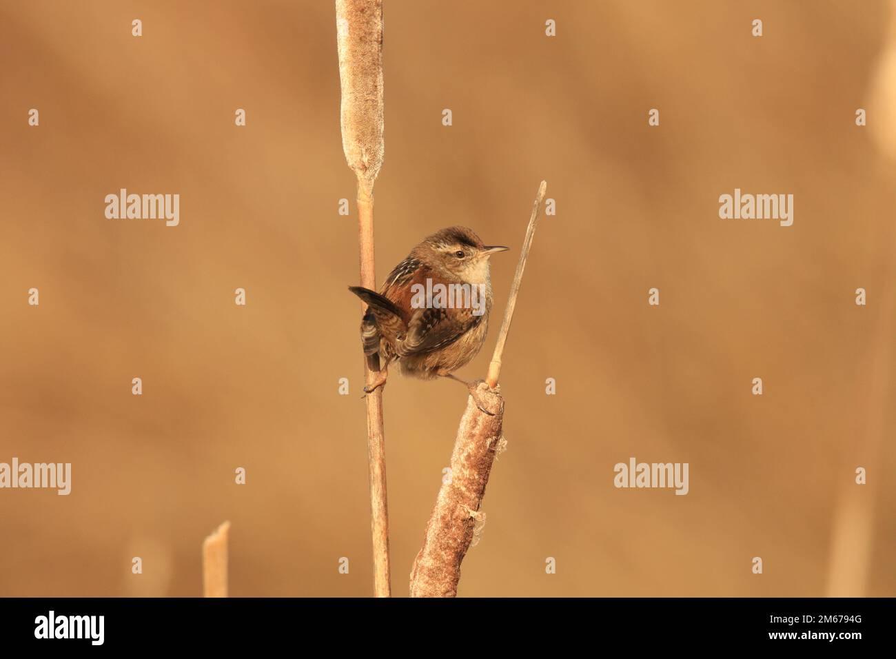 A single Marsh Wren (Cistothorus palustris) standing on dry cattail ...