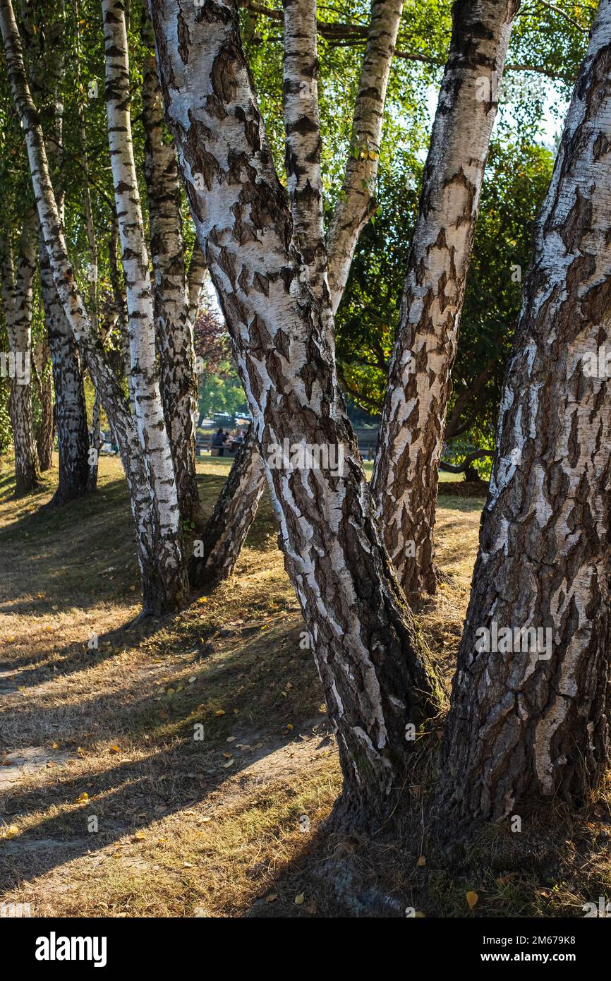 A trail between birch trees at forest or summer park. The rays of the ...