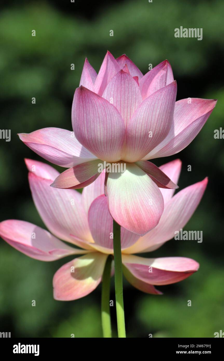 Blossoming lotus flowers in pond Stock Photo - Alamy