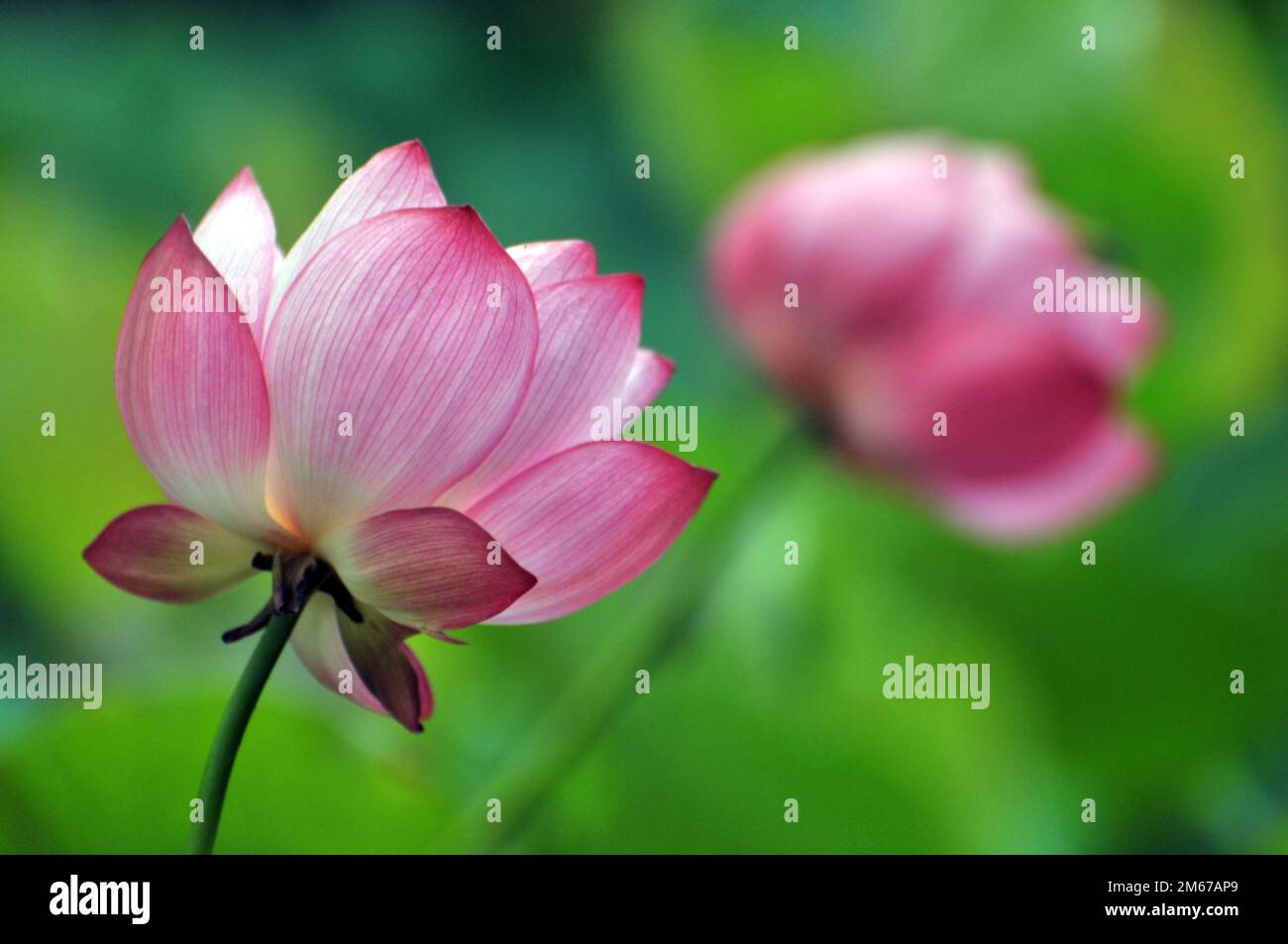 Blossoming lotus flowers in pond Stock Photo - Alamy
