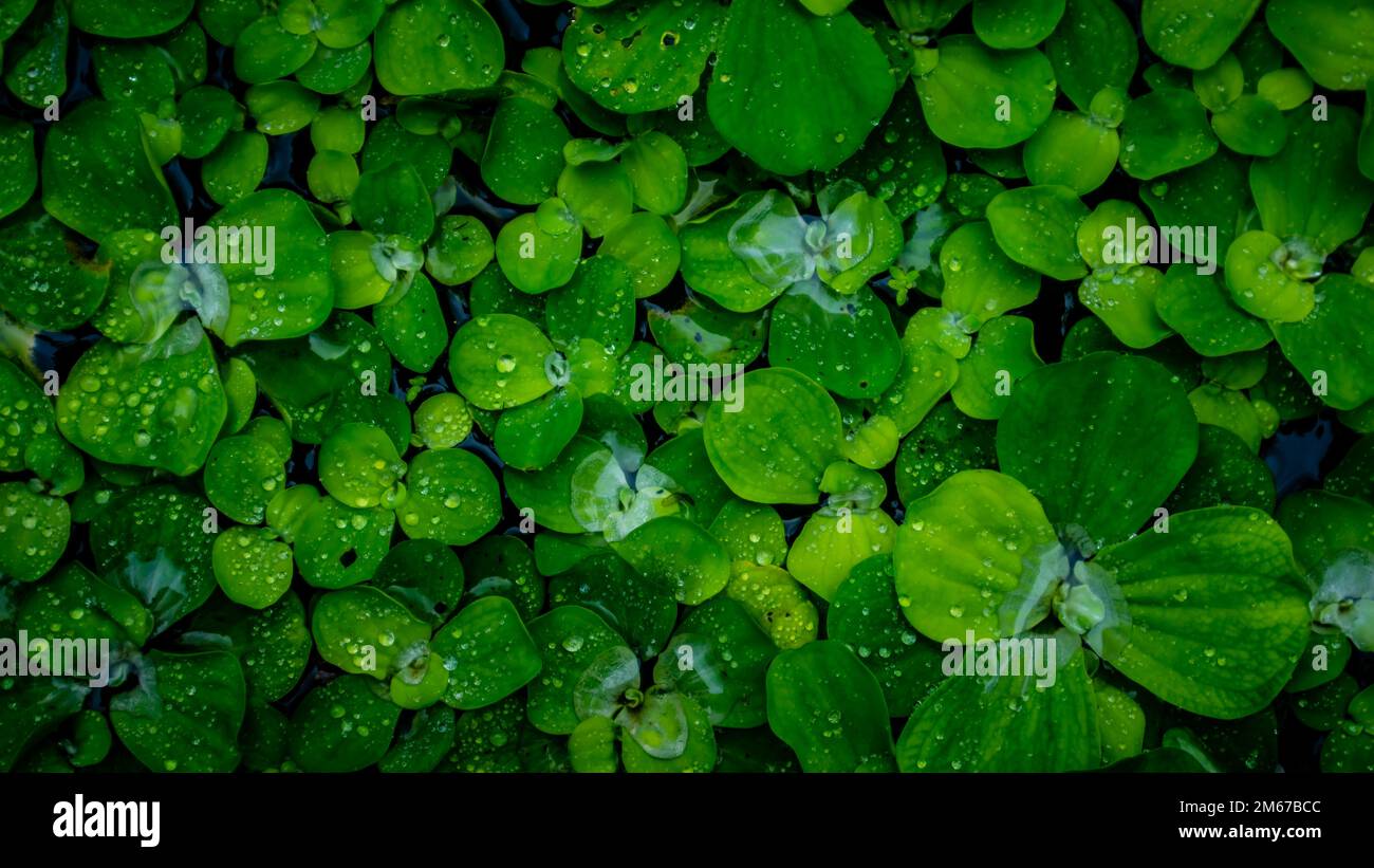 Pistia Stratiotes plants floating on the water Stock Photo - Alamy
