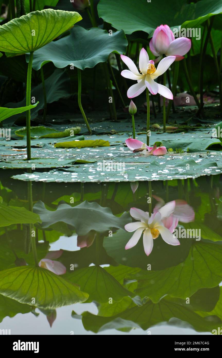 Blossoming lotus flowers in pond Stock Photo - Alamy