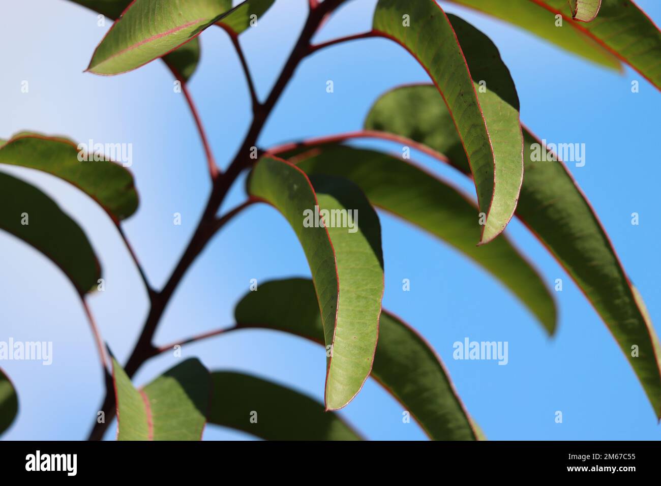 Green distally acuminate oblongly lanceolate leaves of Malosma Laurina ...