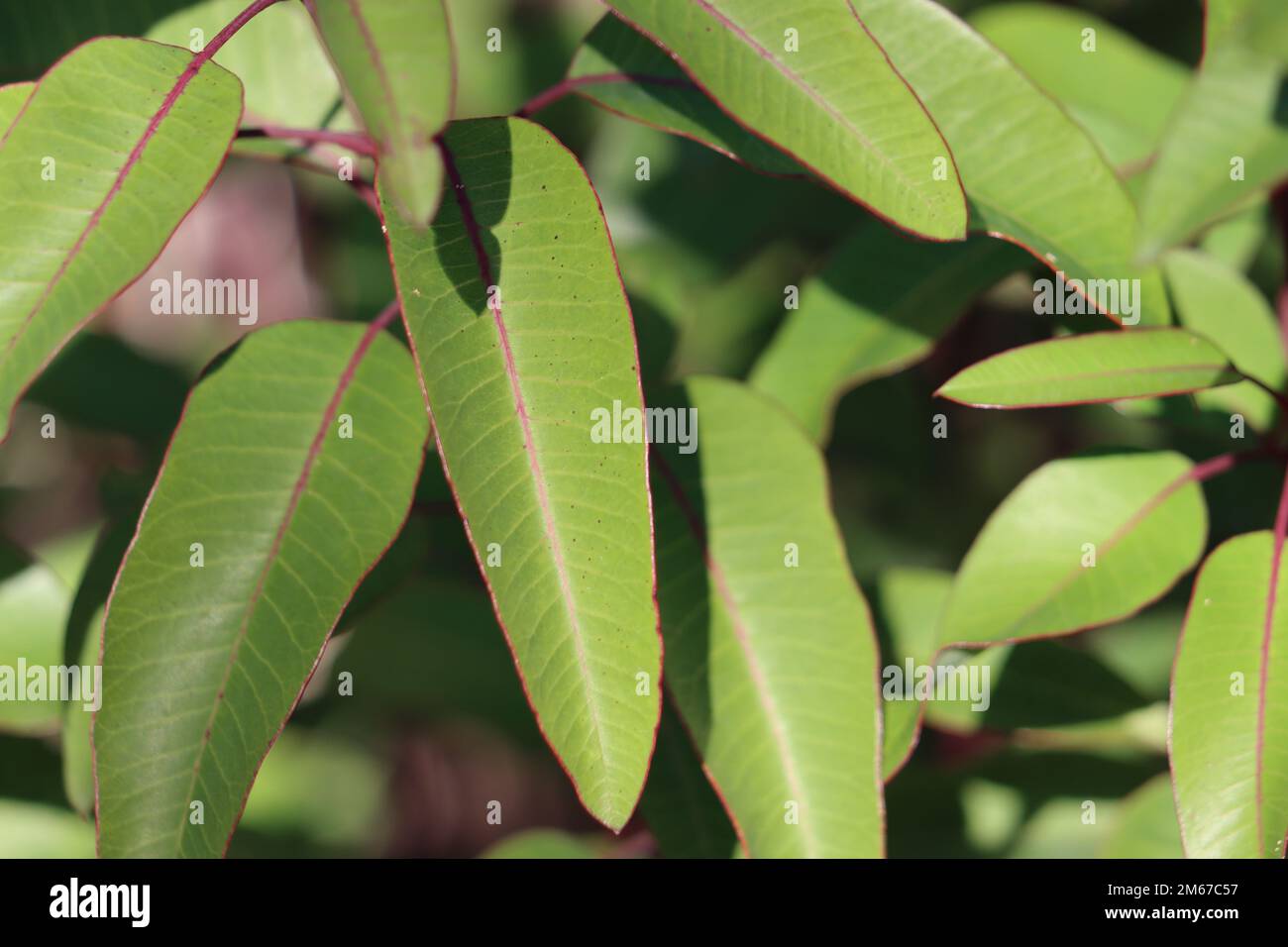 Green distally acuminate oblongly lanceolate leaves of Malosma Laurina ...