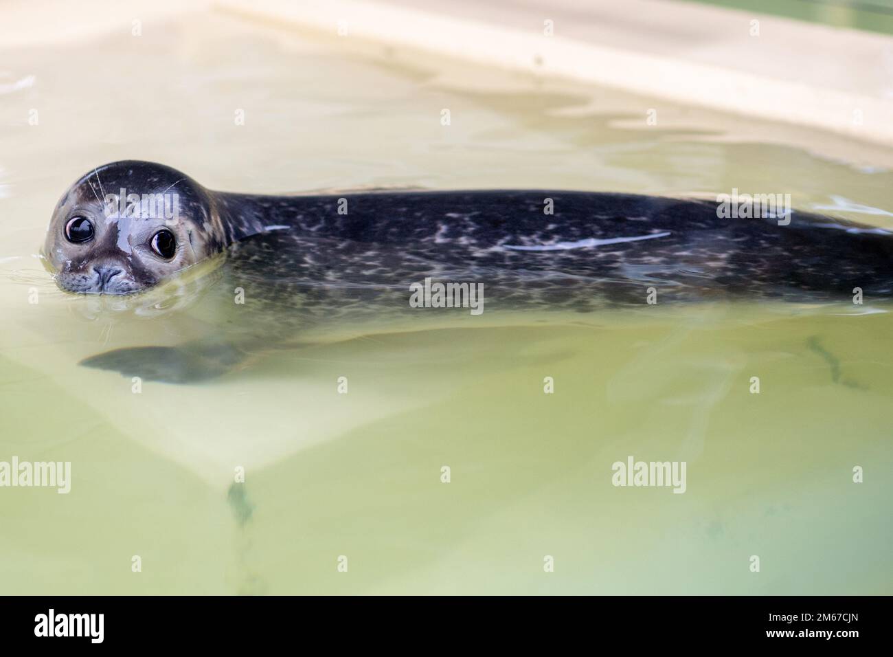 Norddeich, Germany. 19th Dec, 2022. A young seal swims through a pool ...
