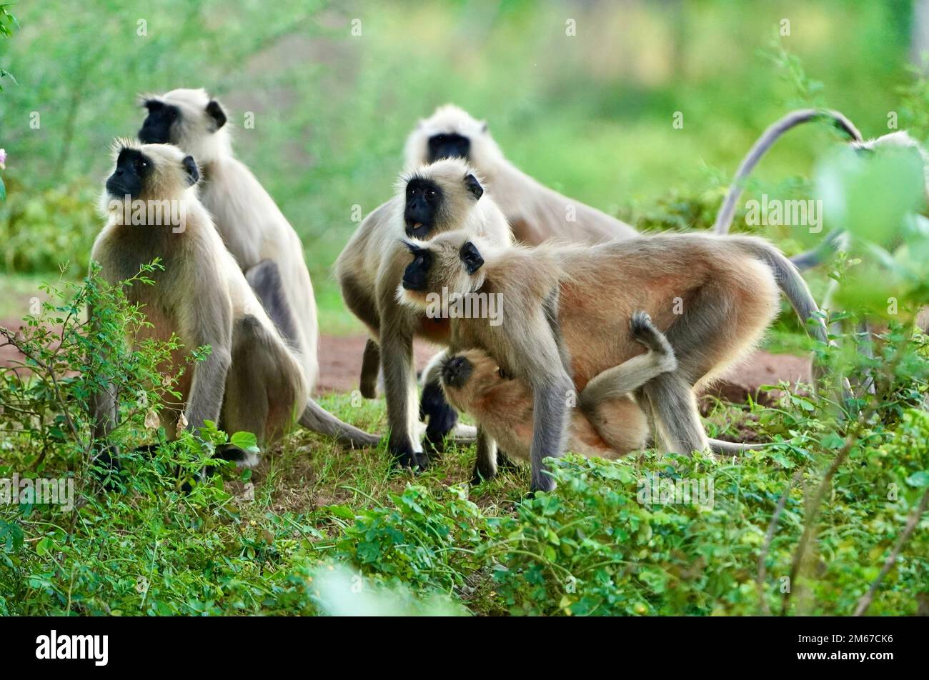 Black face Indian Monkeys or Hanuman langurs or indian langur or monkey ...