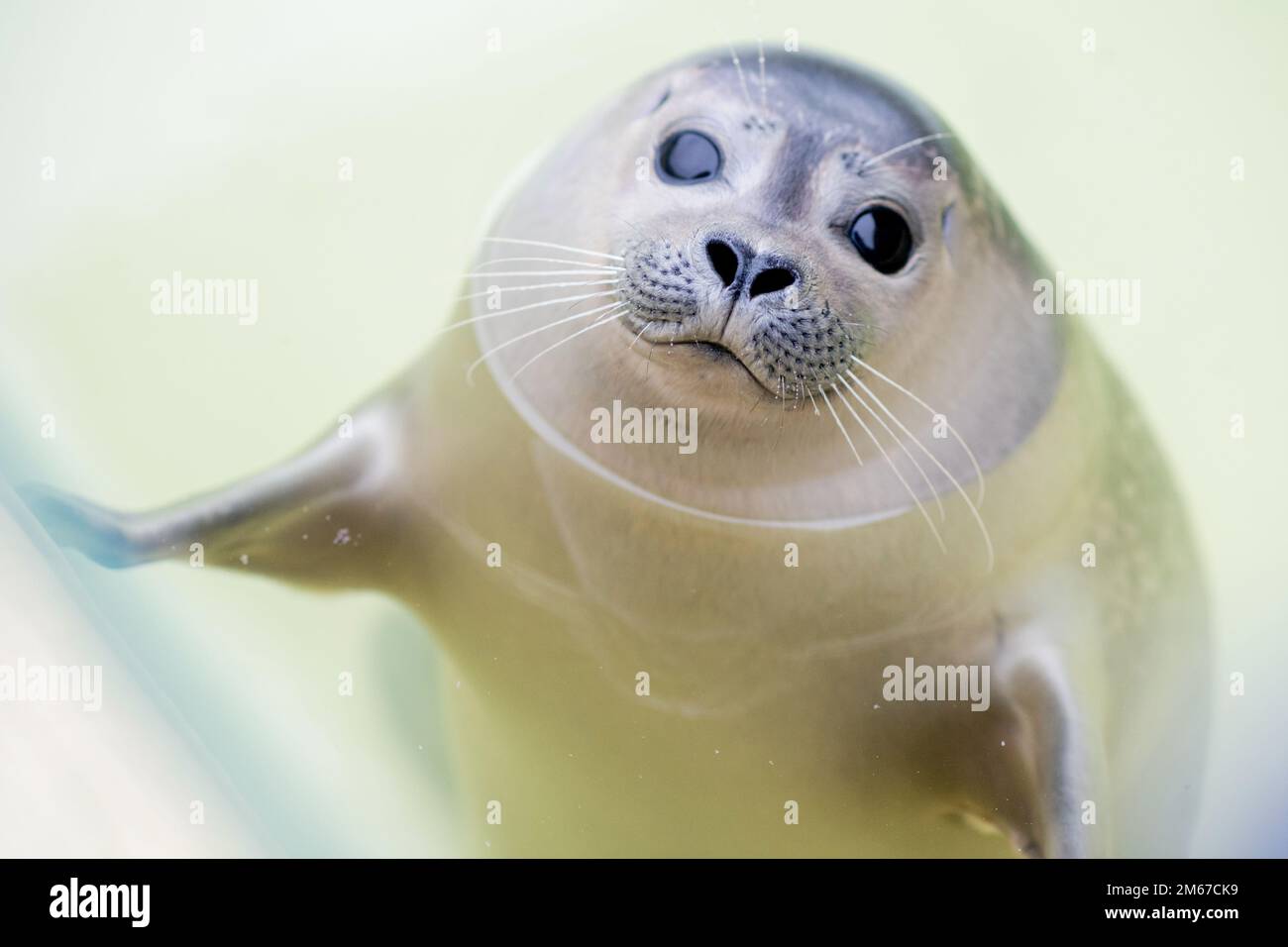 Norddeich, Germany. 19th Dec, 2022. A young seal swims through a pool ...