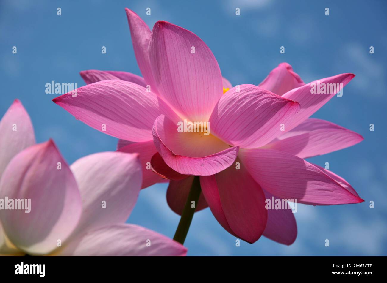 Blossoming lotus flower Stock Photo - Alamy