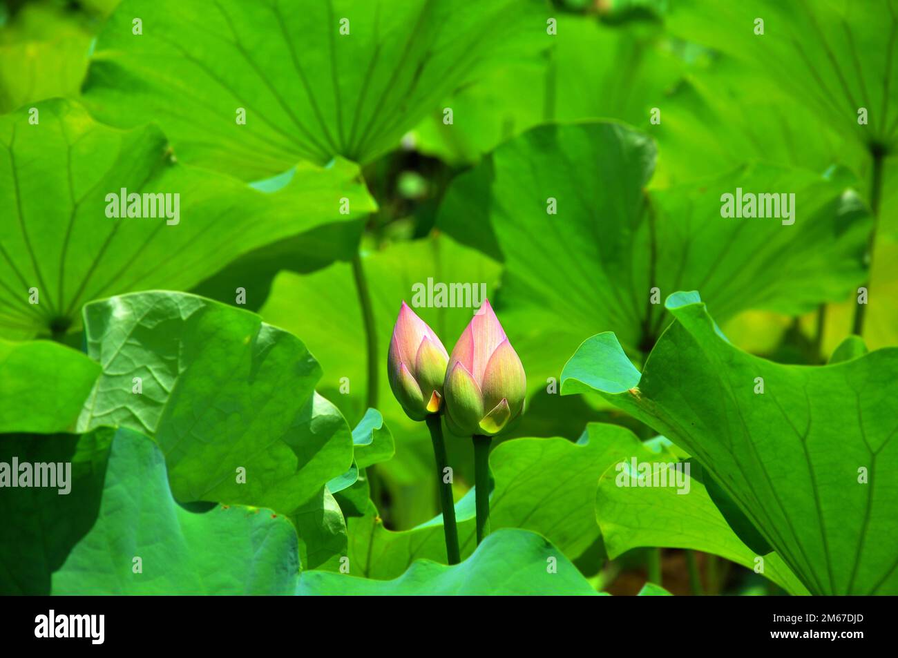 Blossoming lotus flowers in pond Stock Photo - Alamy