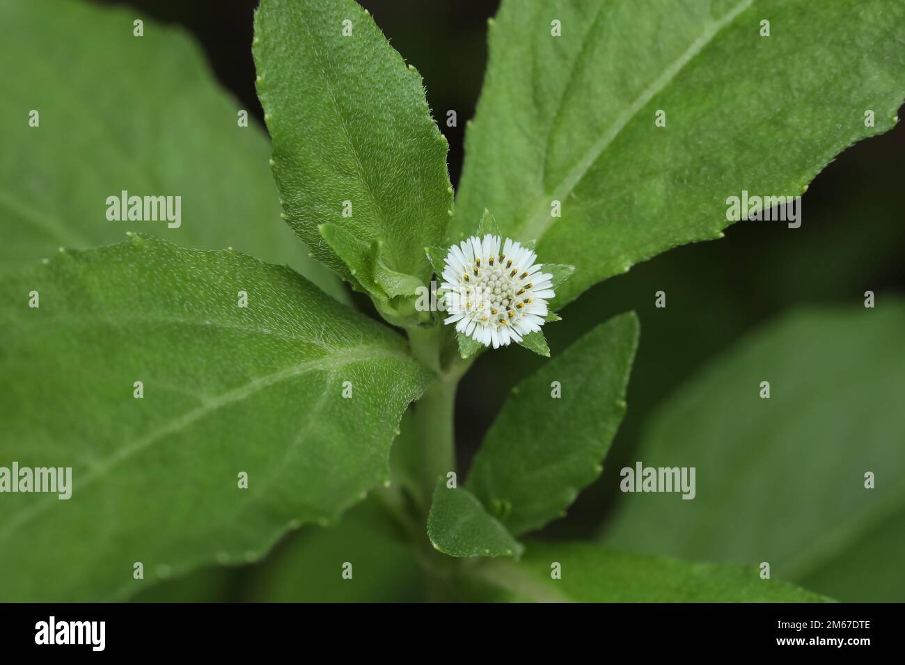 Eclipta prostrata. False daisy. Bhringraj. Yerba de tago. Eclipta alba ...