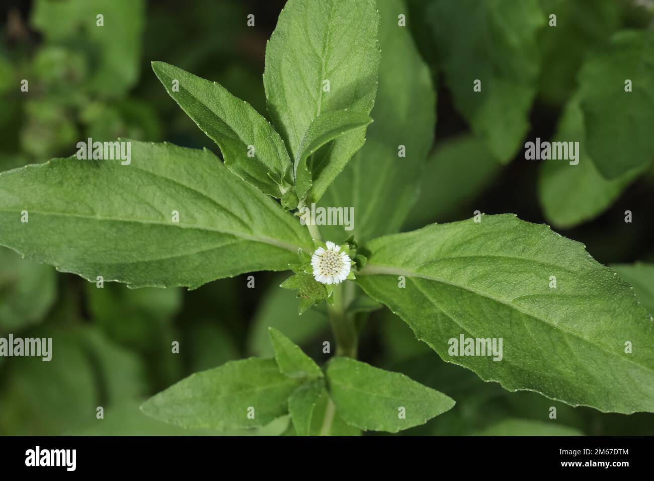 Eclipta prostrata. False daisy. Bhringraj. Yerba de tago. Eclipta alba ...