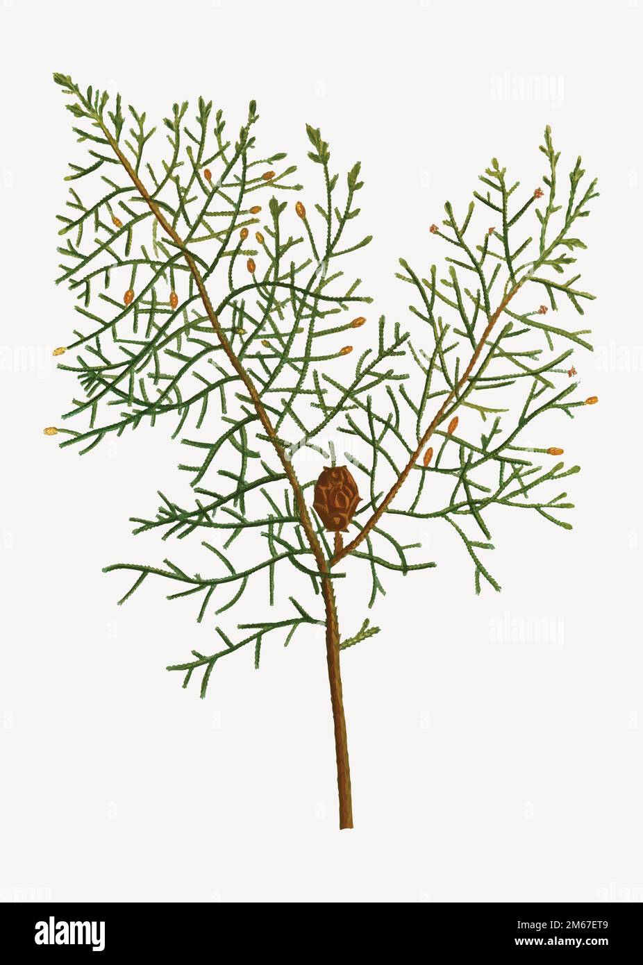 Vintage Chinese weeping cypress branch plant vector Stock Vector Image ...