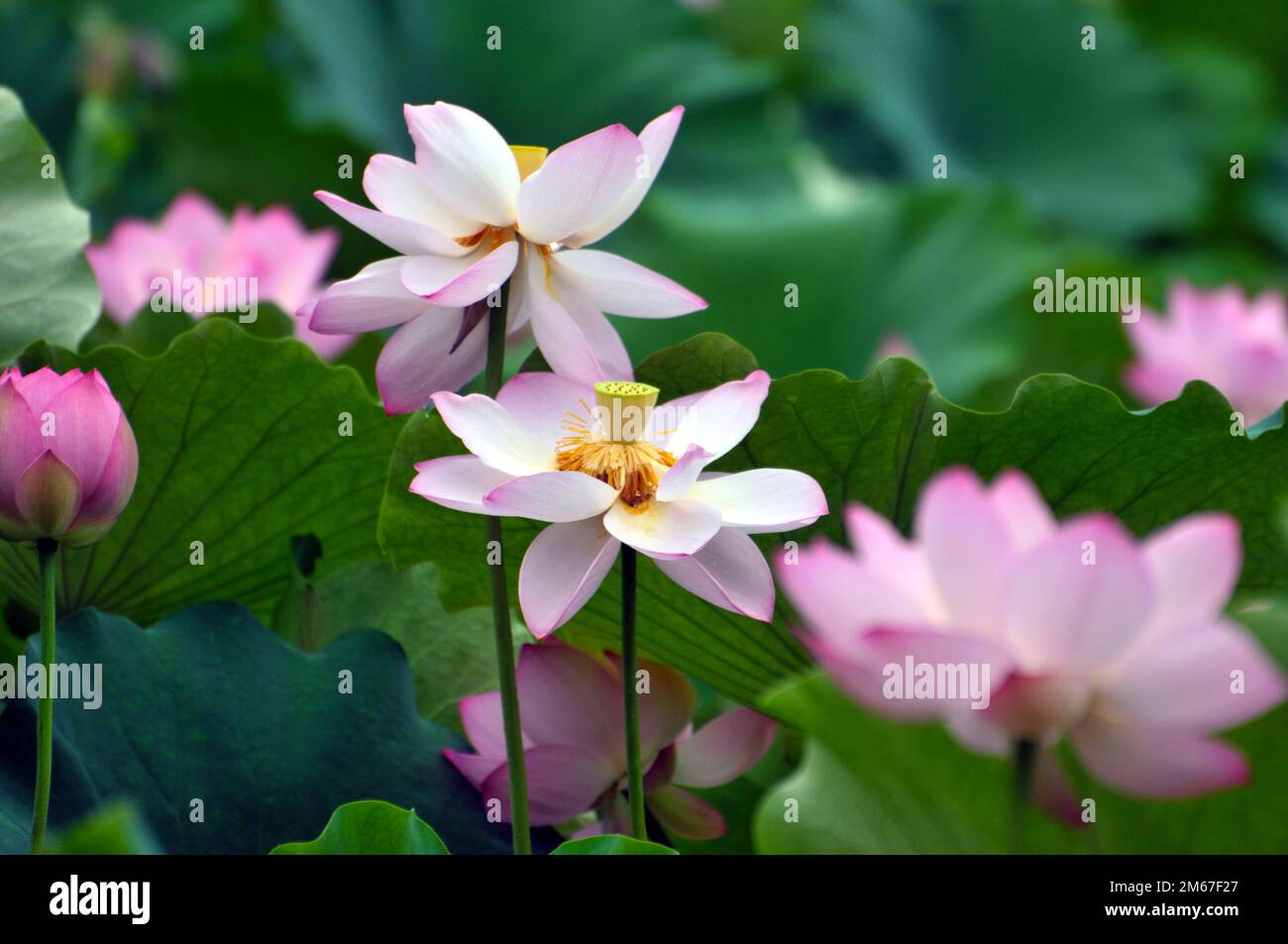 Blossoming lotus flowers in pond Stock Photo - Alamy