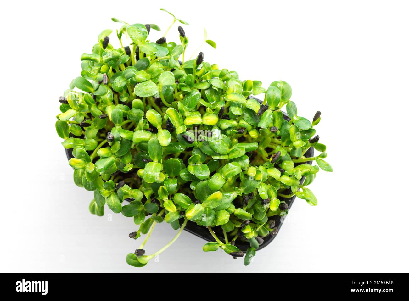 Broccoli sprouts in container hi-res stock photography and images - Alamy