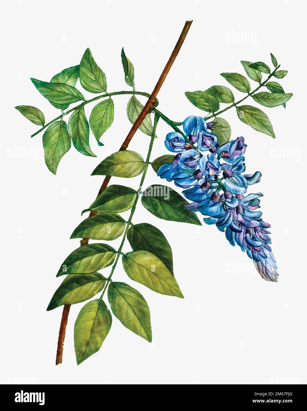 Vintage kidney bean tree vector Stock Vector Image & Art - Alamy